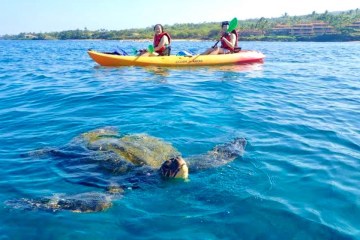 Guided kayak turtle tour | Whitsunday Stand Up Paddle and Kayak